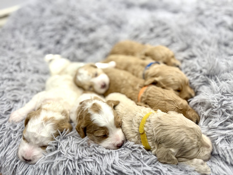 Toy-Mini Poodle | Dogs & Puppies for Rehoming | Richmond | Free local ...