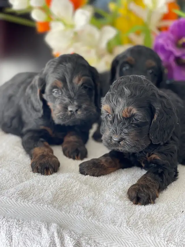 Chiots Cockapoo | Dogs & Puppies for Rehoming | Québec City | Free ...
