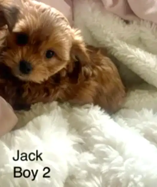 4 Adorable ️ Teddy Bear Yorkie Terrier / Biewer | Dogs & Puppies for ...