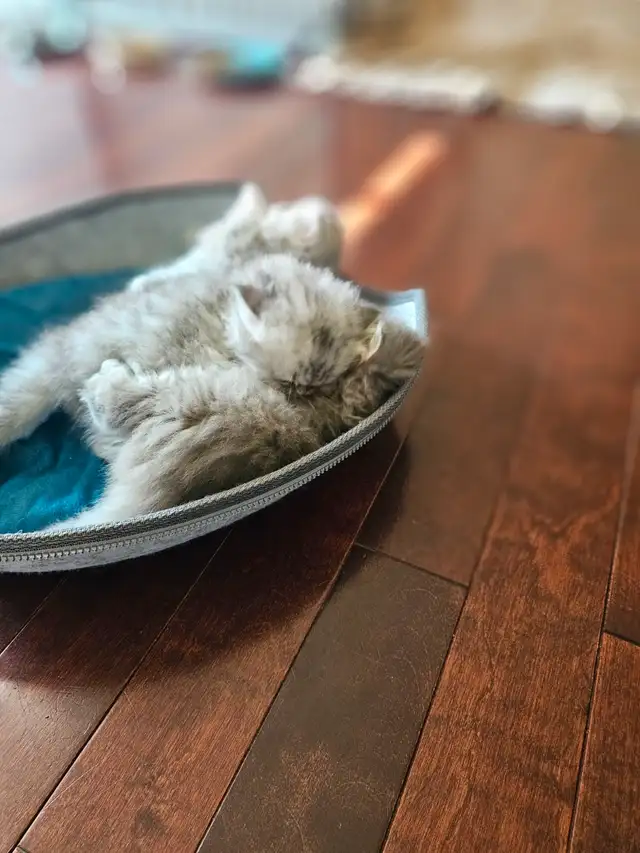 Long haired silver chinchilla kittens looking for their forever | Cats ...