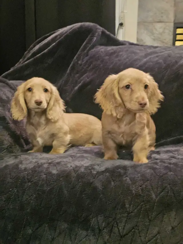 LAST 2 Dachshund | Dogs & Puppies for Rehoming | Calgary | Free local ...
