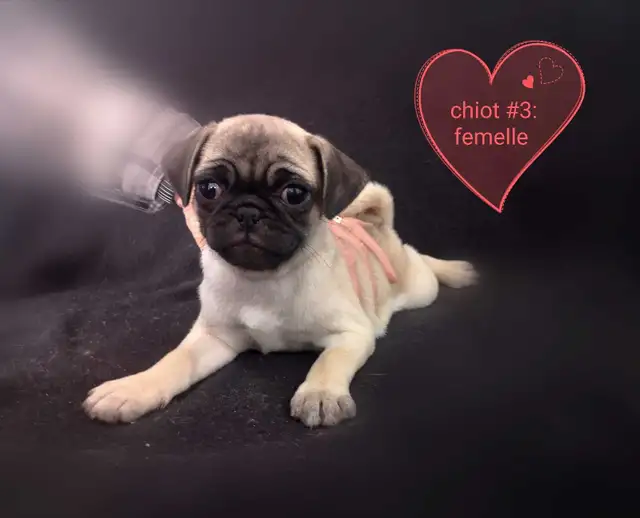 Chiots Pug Carlin mâles/femelles prêts à partir! Ready ! | Dogs ...