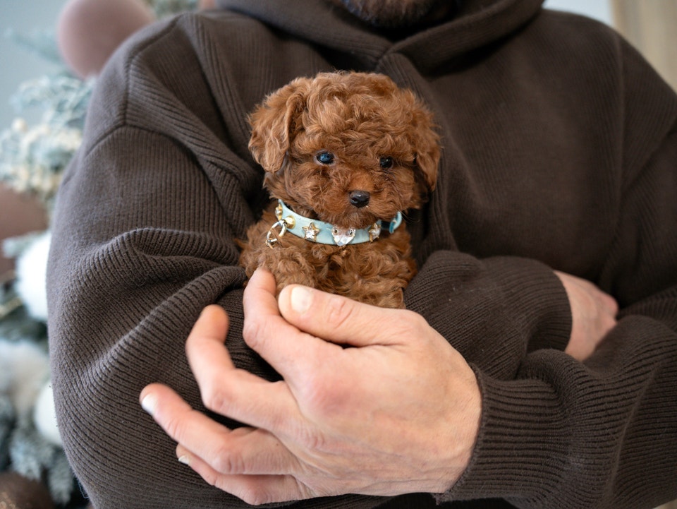 Teddy bear poodle boy Special price | Dogs & Puppies for Rehoming ...