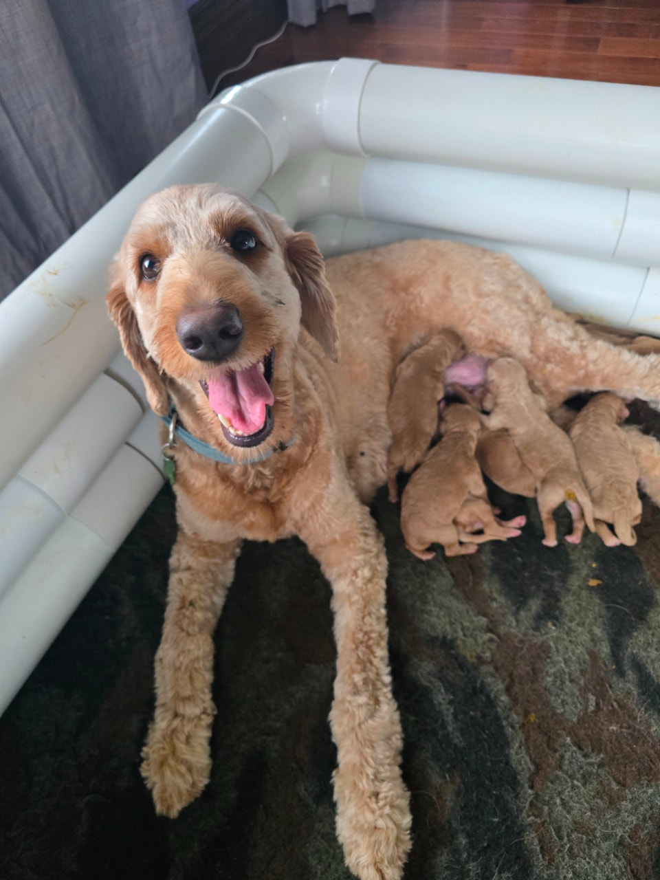 Non-Shedding Double Doodle Puppies | Dogs & Puppies for Rehoming ...