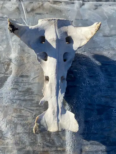 573 ads for cows in All Categories in Alberta | Kijiji Marketplaces