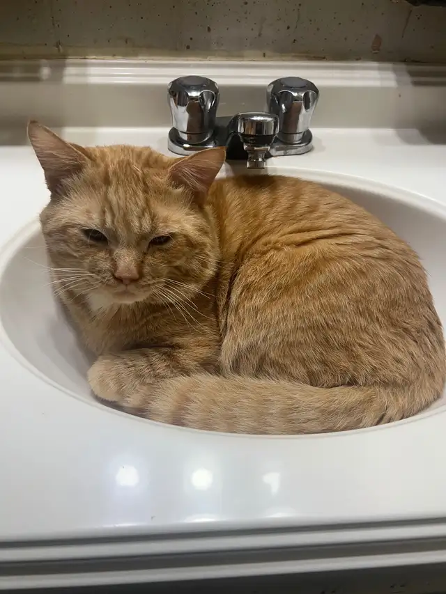 Friendly cat to good home. | Cats & Kittens for Rehoming | City of ...