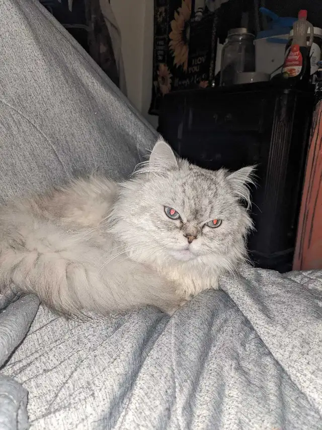 11 month old male Persian ragdoll | Cats & Kittens for Rehoming ...