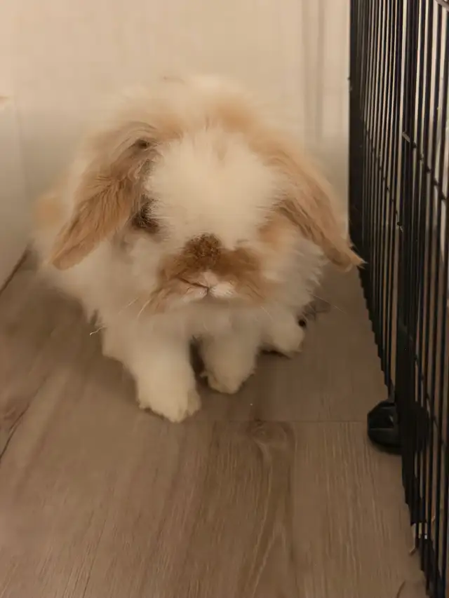 Holland Lop Boy Bunny Rabbit | Small Animals for Rehoming | Kitchener ...