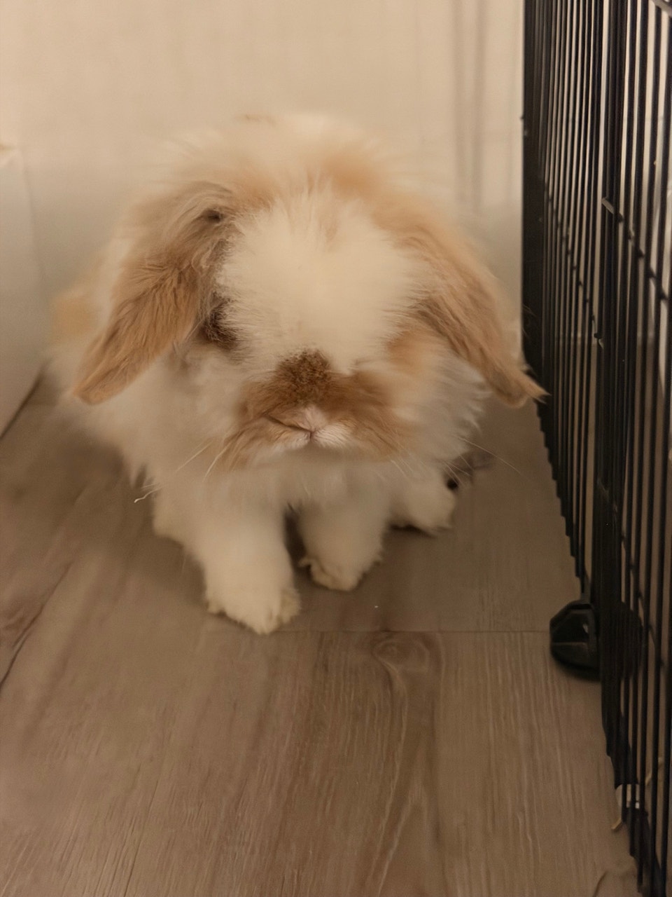 Holland Lop Boy Bunny Rabbit | Small Animals for Rehoming | Kitchener ...