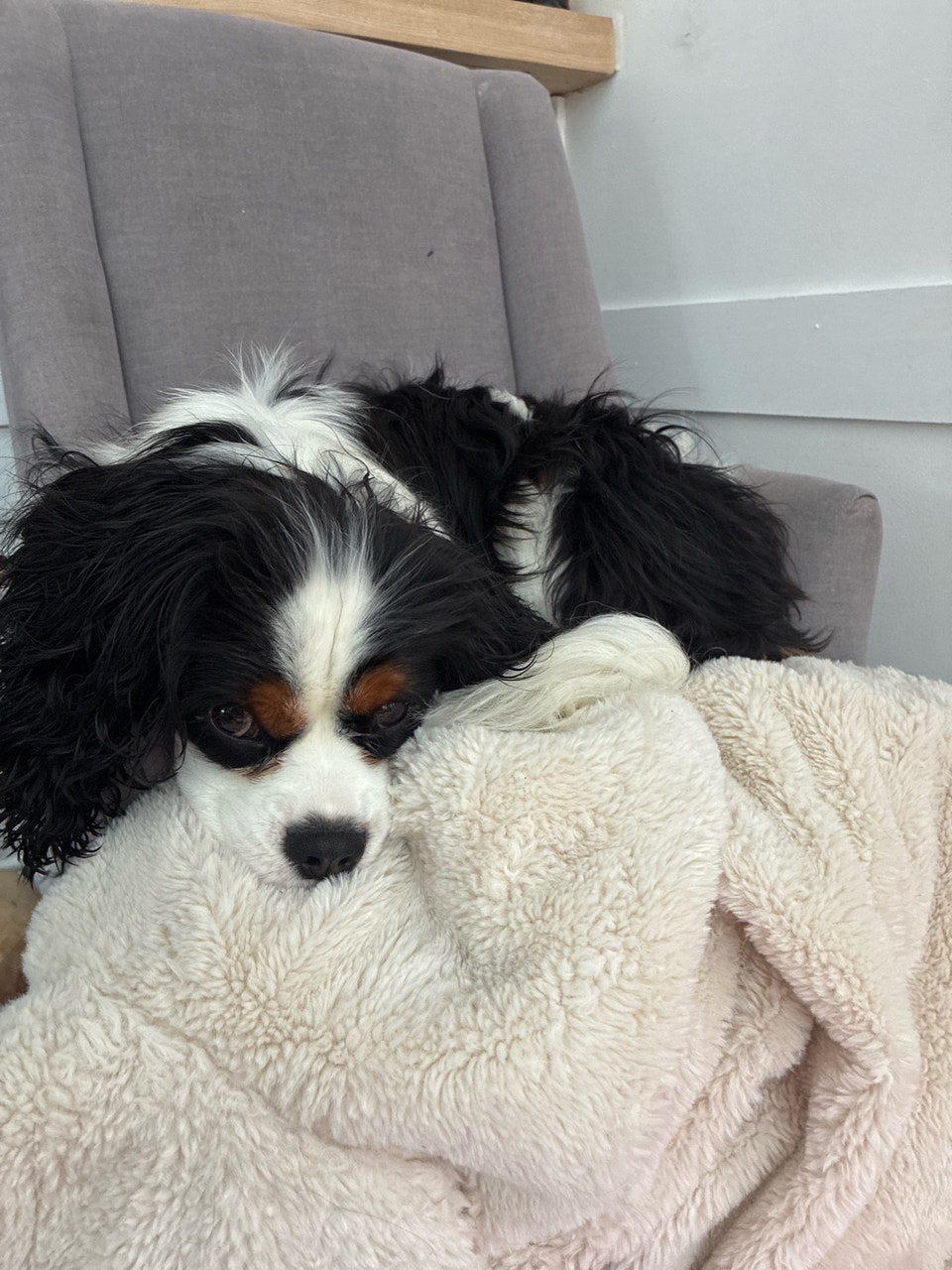 Cavalier King Charles à adopter | Dogs & Puppies for Rehoming ...