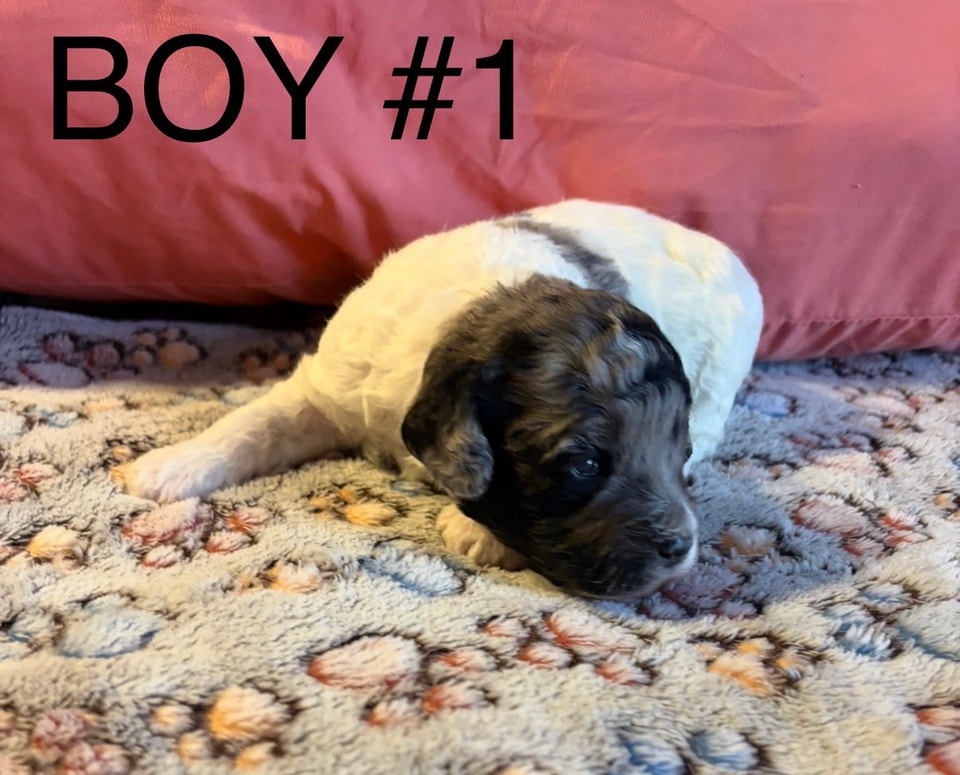 Cockapoo Puppies | Dogs & Puppies for Rehoming | Charlottetown | Free ...