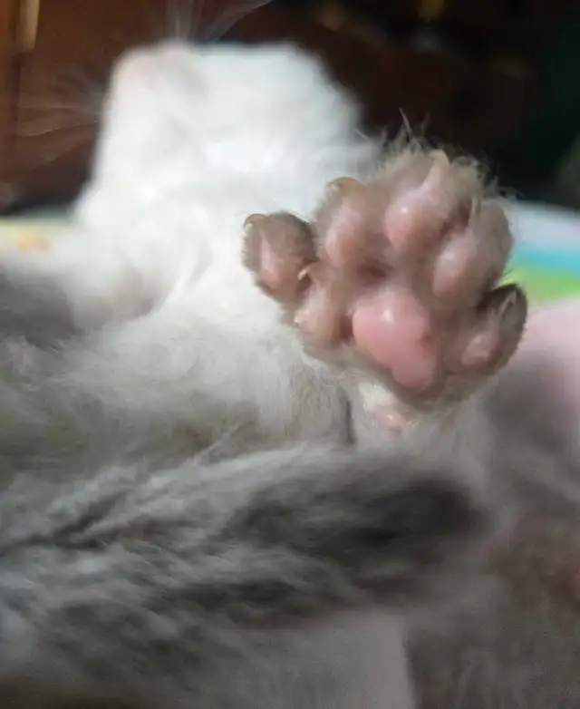 Precious polydactal purebred Ragdoll kittens | Cats & Kittens for ...