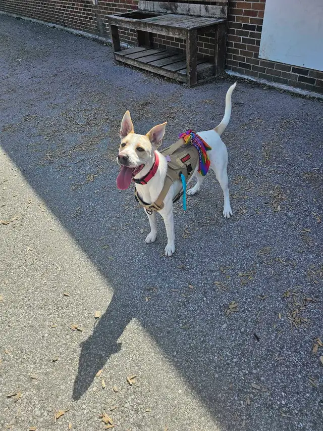 female 3 year old lab mix | Dogs & Puppies for Rehoming | London | Free ...