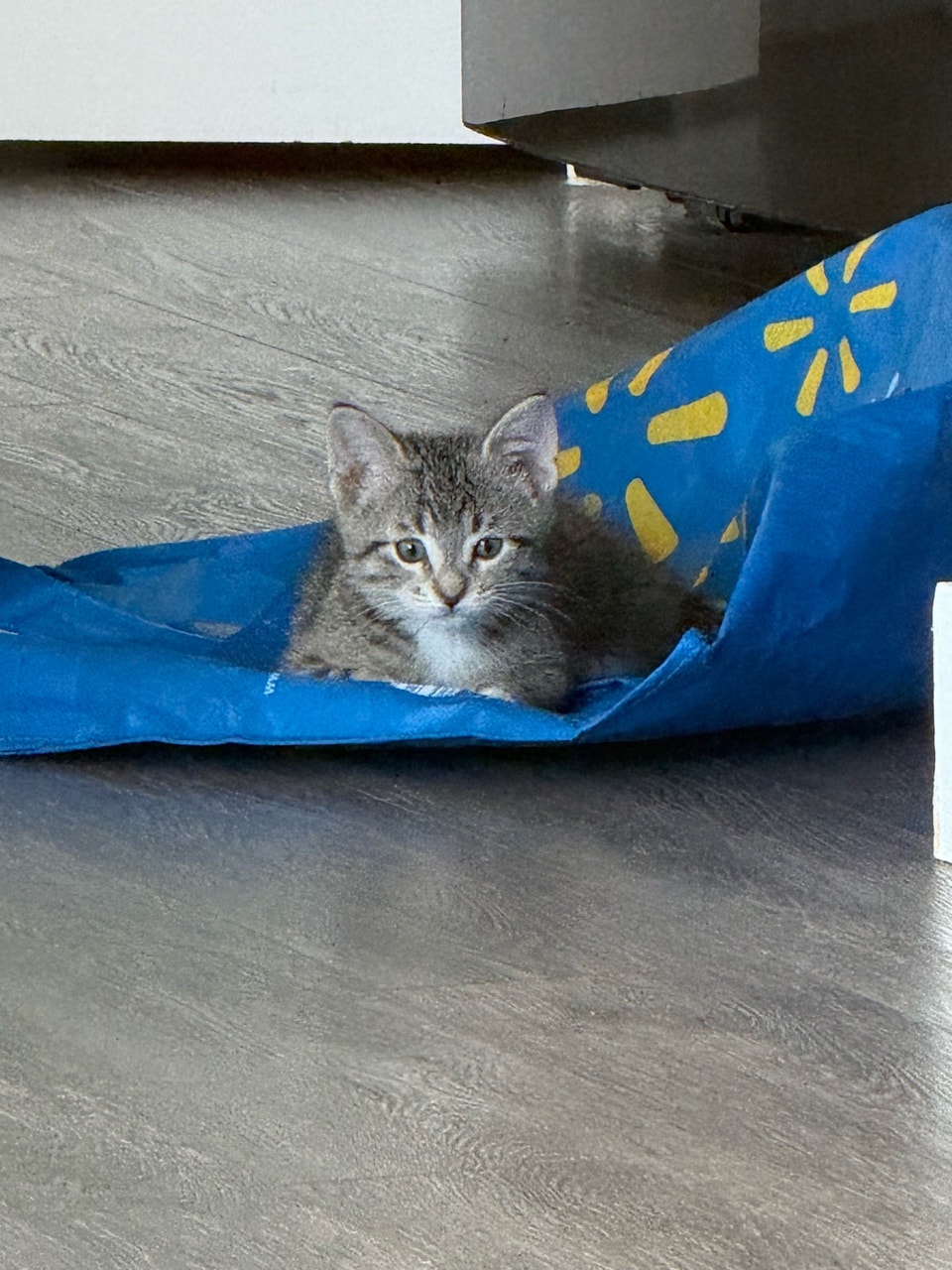 Kitten Rehoming | Cats & Kittens for Rehoming | Winnipeg | Free local ...
