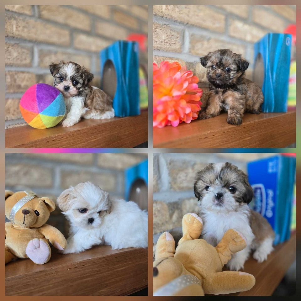 Sublimes SHIH TZU et SHIH POO | Dogs & Puppies for Rehoming | Laval ...