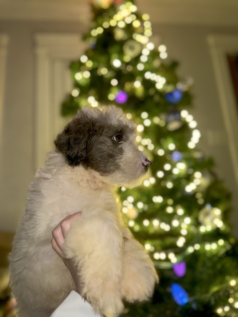 Teddy Bear SOFT Reg. POODLE X White & Grey Female | Dogs & Puppies for ...