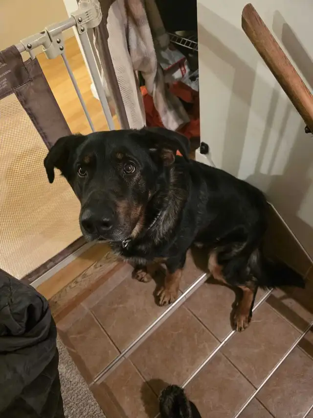 Bernese Mountain Dog / Shepherd Mix | Dogs & Puppies for Rehoming | Red ...