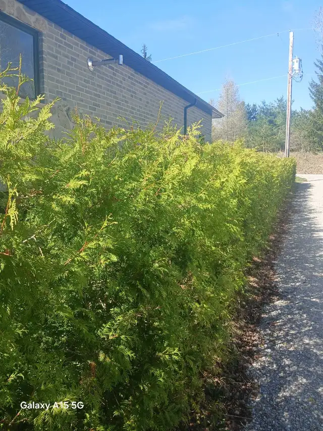Cedar Hedges 4-12ft | Plants, Fertilizer & Soil | Markham / York Region ...
