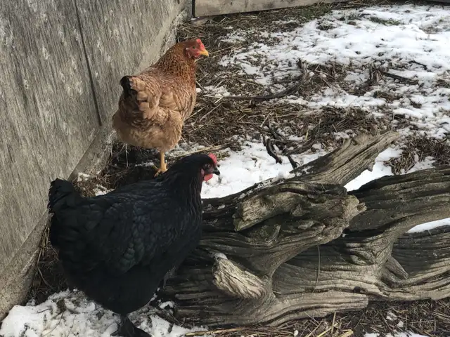 Farm fresh eggs from pasture raised hens $6 per doz | Livestock ...