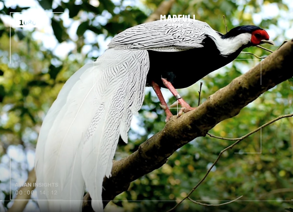 Pheasants, Peacocks, Mandarin Ducks, Guineas & Australorps | Livestock ...
