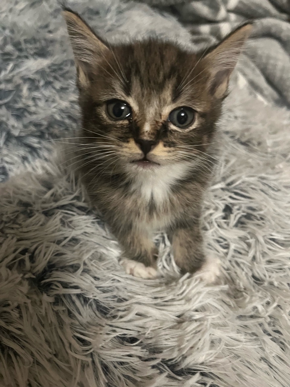 2 Maine coon x Russian blue kittens | Cats & Kittens for Rehoming ...