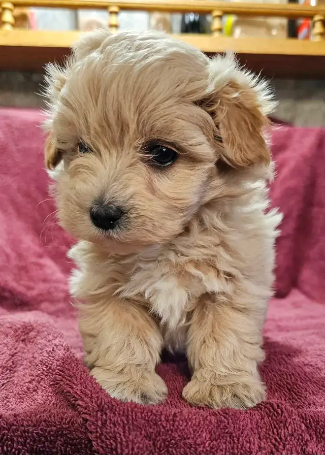 Malti Poo Puppy Female | Dogs & Puppies for Rehoming | Edmonton | Free ...