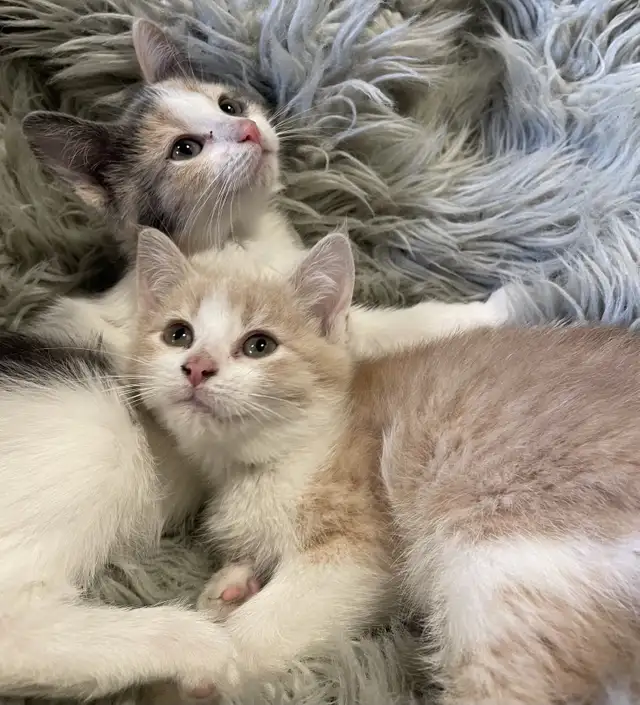 2 female kittens! | Cats & Kittens for Rehoming | Kamloops | Free local ...