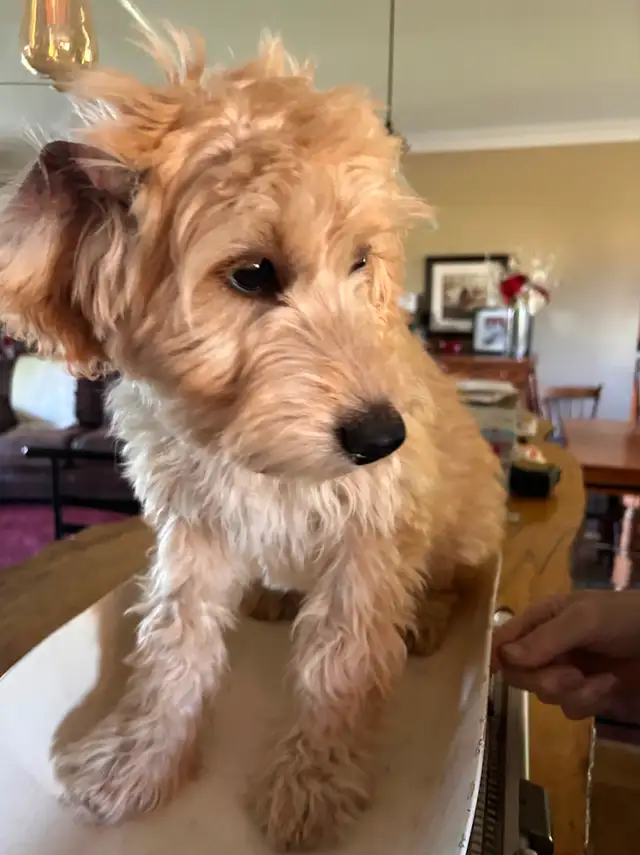 Cream, apricot, to red Doodle puppies 14 weeks old | Dogs & Puppies for ...