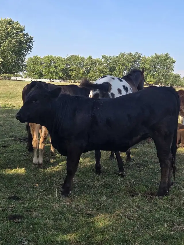 3 NICE YOUNG LIMO BLONDE CROSS COWS | Livestock | Norfolk County | Free ...