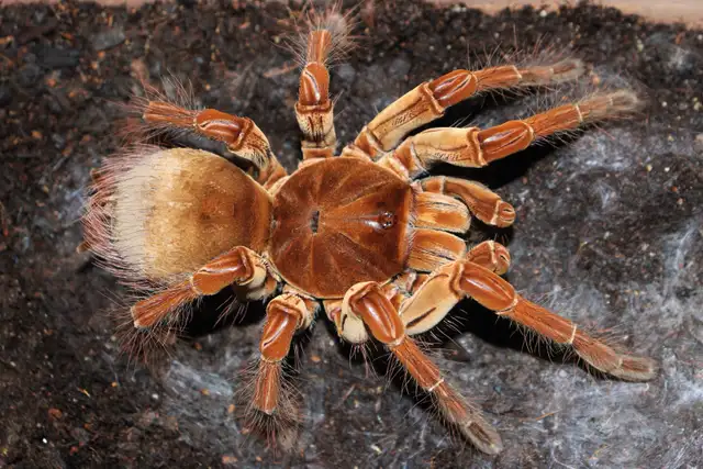 Burgundy Goliath Birdeating Tarantula - Last One!! | Reptiles ...