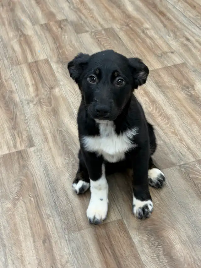 Trained German shepherd x Boxer Rosie | Dogs & Puppies for Rehoming ...