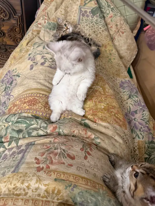 BSH Munchkin white and British short hair marble (females) | Cats ...