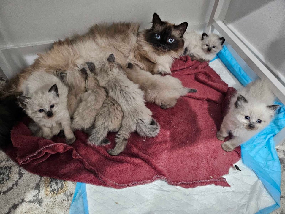 7 purebred ragdoll kittens | Cats & Kittens for Rehoming | Edmonton ...