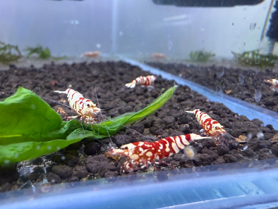 Red Fancy Tiger Shrimps(Caridina) | Fish for Rehoming | Calgary | Free ...