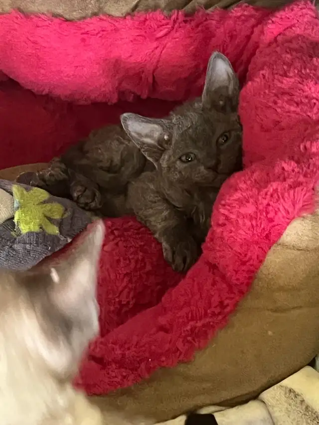 chatons devon rex | Cats & Kittens for Rehoming | Victoriaville | Free ...