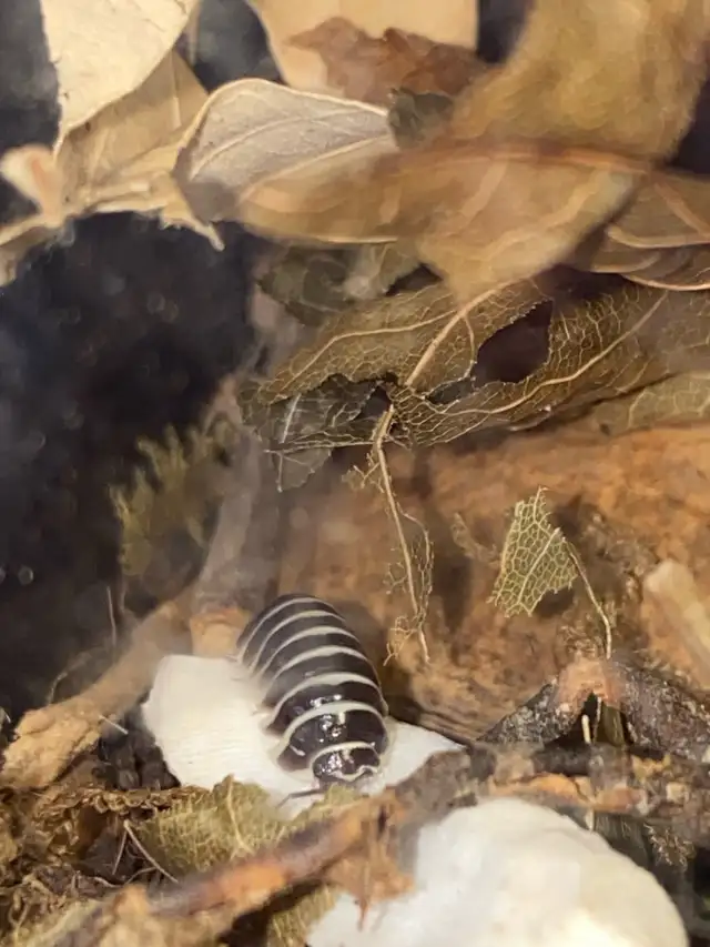Zebra Isopods - For Bioactive Terrariums | Reptiles & Amphibians for ...