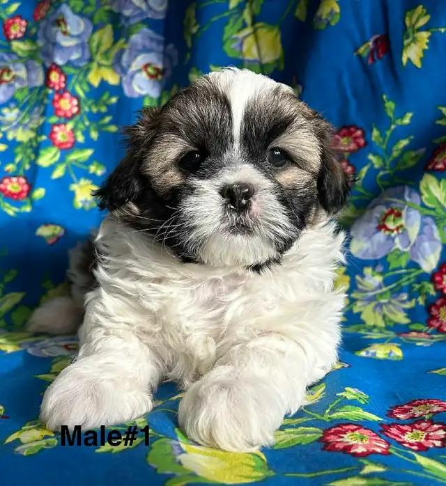 Bichon Shih Tzu Valentine’s Day Puppies – Boy Puppies | Dogs & Puppies ...