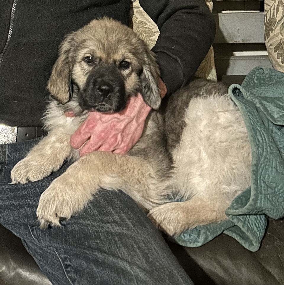 Great Pyrenees mix | Dogs & Puppies for Rehoming | St. Catharines ...