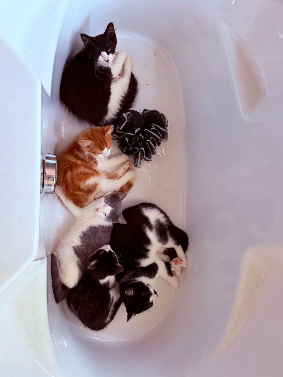 Chatons 3 mois | Cats & Kittens for Rehoming | West Island | Free local ...