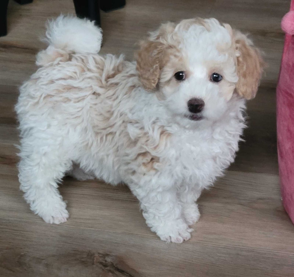 ️Pure Apricot Tuxedo Parti Toy Poodle ️ | Dogs & Puppies for Rehoming ...