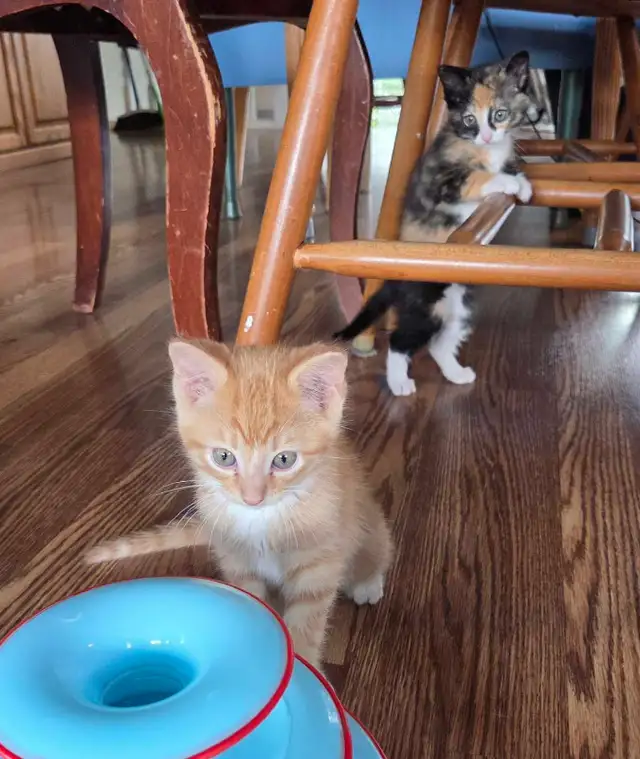Calico and Orange Tabby Kittens | Cats & Kittens for Rehoming ...