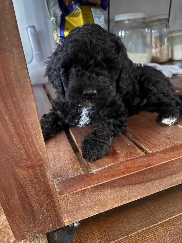 Guardian home needed for Mini Golden Doodle Puppies! | Dogs & Puppies ...