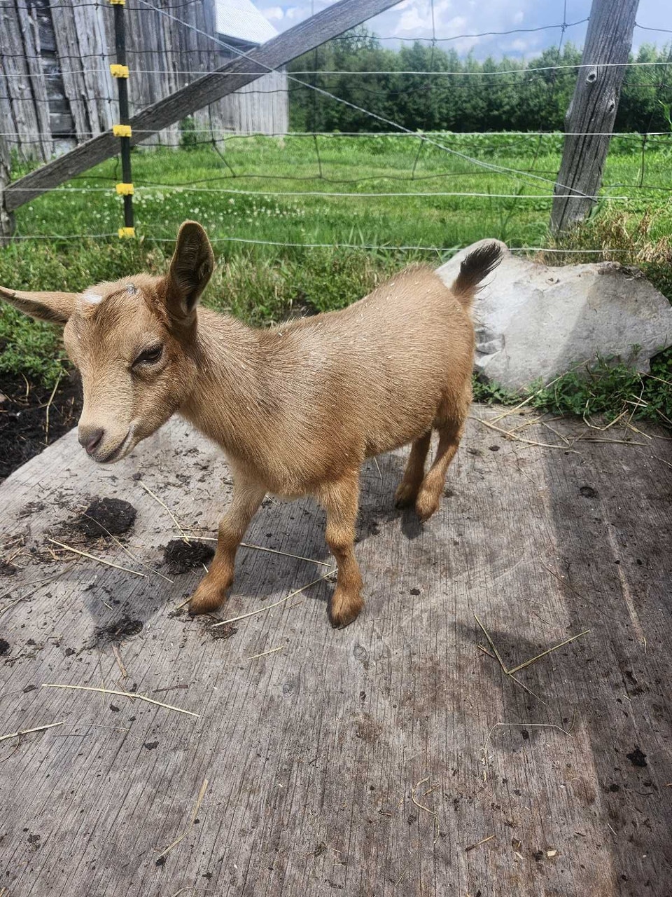 chèvres miniatures femelle. Female miniature goats | Livestock | West Island | Free local ...