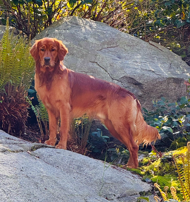Beautiful Dark Red Golden Retriever Puppies! | Dogs & Puppies for ...