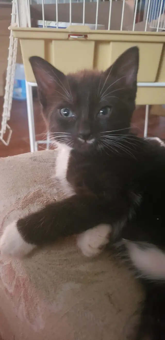 4 month old male kitten for forever home | Cats & Kittens for Rehoming ...