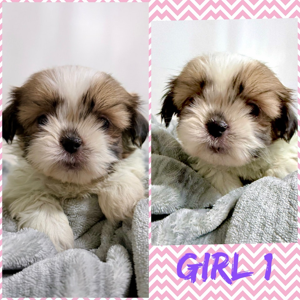 Malshi (Shih tzu / Maltese) | Dogs & Puppies for Rehoming | Winnipeg ...