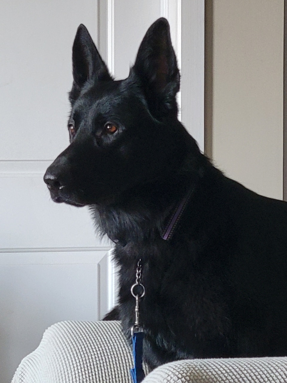 berger allemande 4 ans, homme dominant(German Shepherd 4 year) ) | Dogs ...