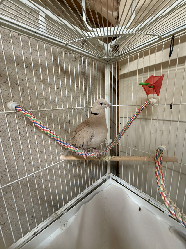 FREE - 3 Ring-Necked doves | Birds for Rehoming | St. Catharines | Free ...