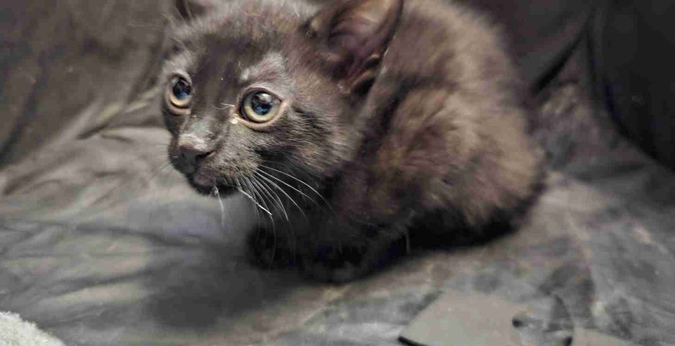 kitten rehoming | Cats & Kittens for Rehoming | City of Toronto | Free ...