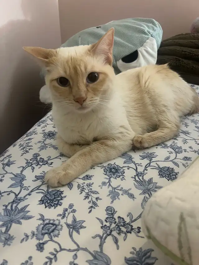 Chatte Siamoise | Cats & Kittens for Rehoming | City of Montréal | Free ...